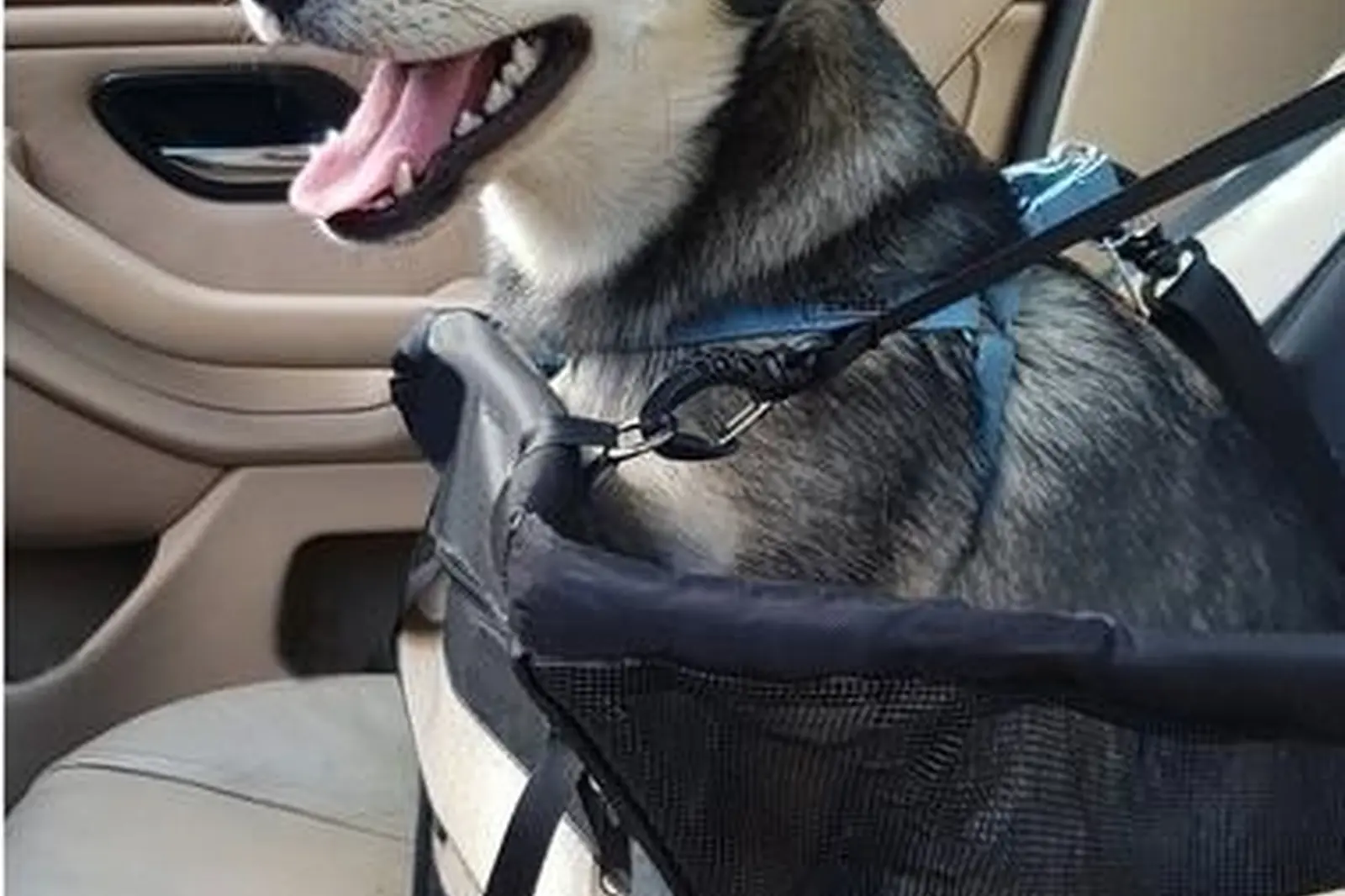 Successful Pet Relocation: 10 Tips for Moving with Your Furry Friends